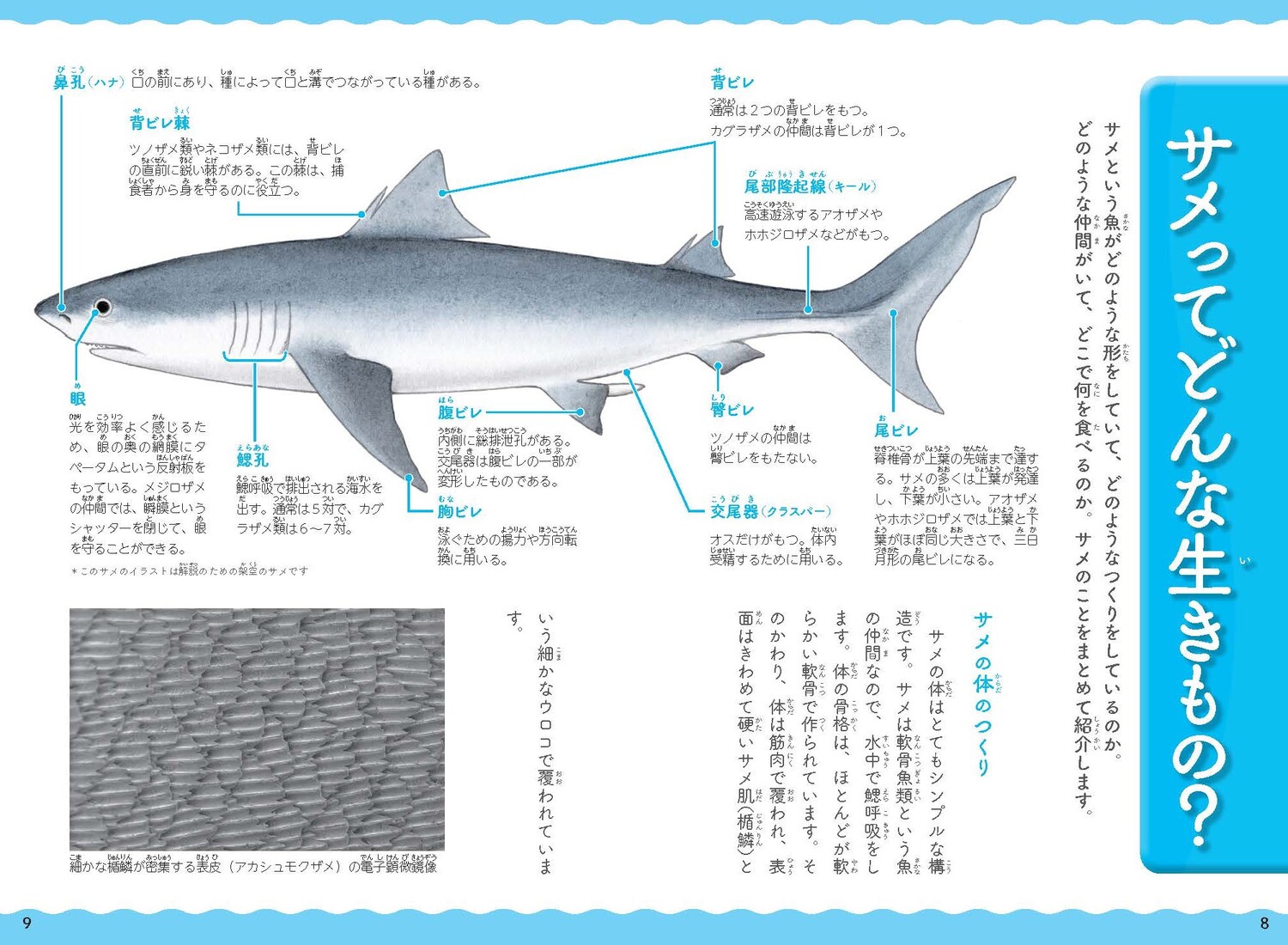 楽天ブックス サメすご図鑑 佐藤 圭一 9784041137505 本